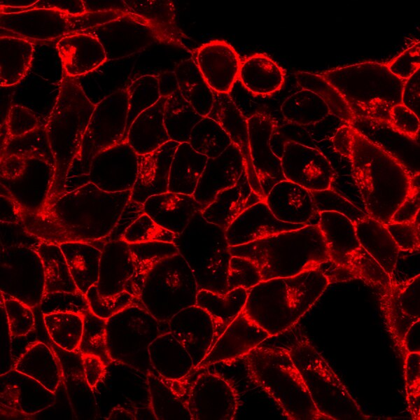 BioTracker 555 Orange Cytoplasmic Membrane Dye | SCT107